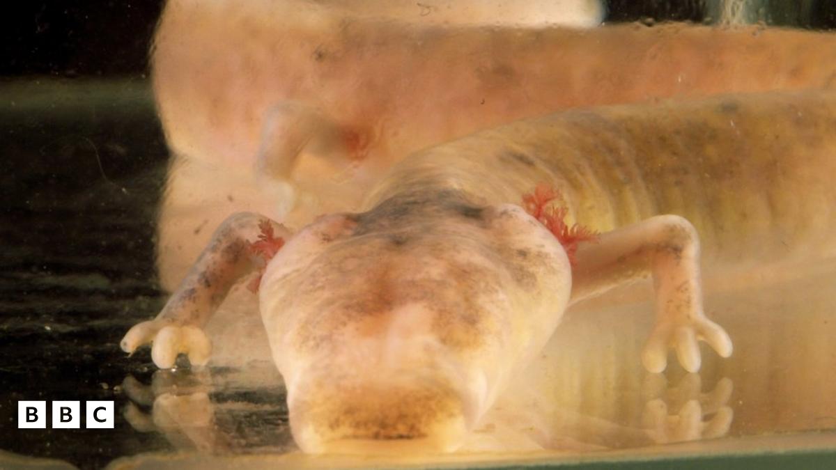 Strange and rare amphibian olm eggs ready to hatch - BBC Newsround