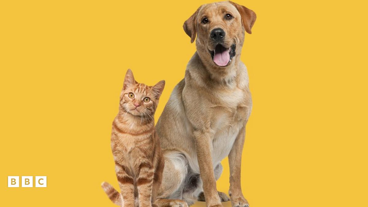 Get in touch: Do you care more about dogs than cats? - BBC Newsround
