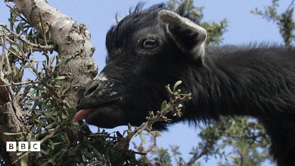 Meet the tree-climbing goats of Morocco - BBC Newsround