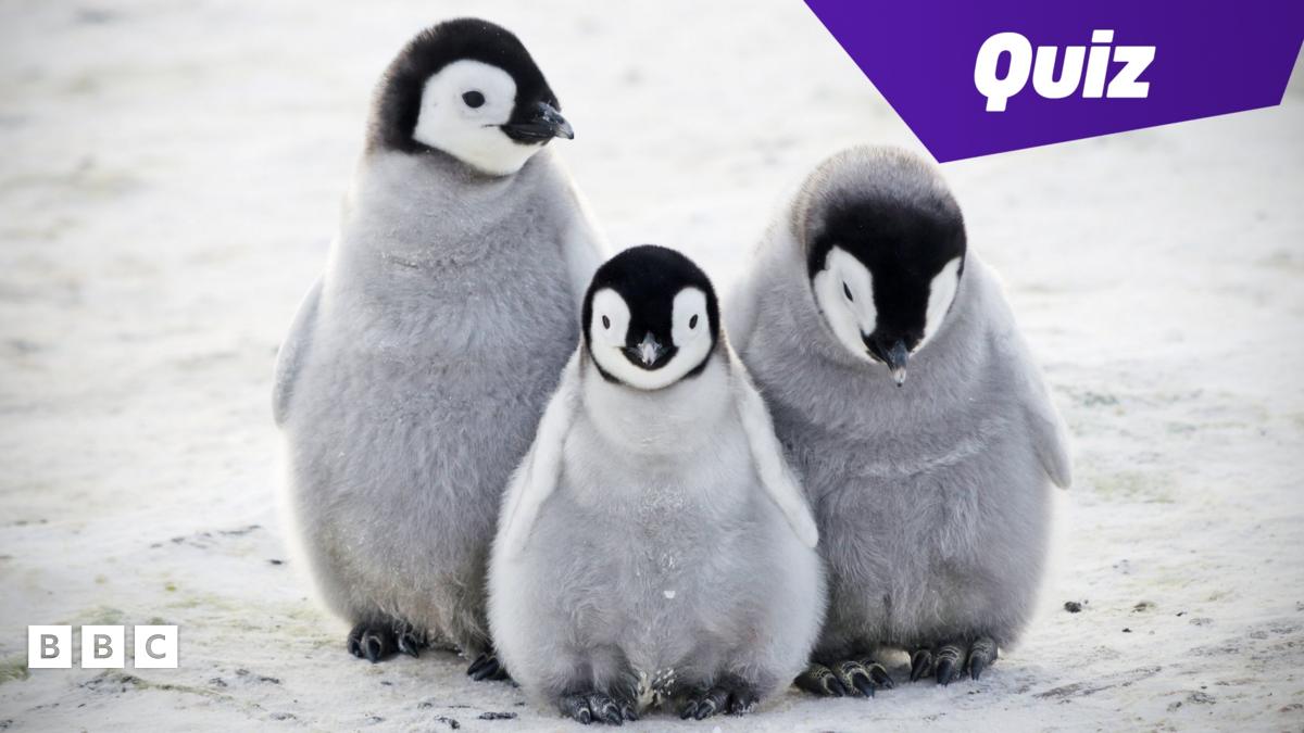 World Penguin Day: Try our penguin quiz! - BBC Newsround