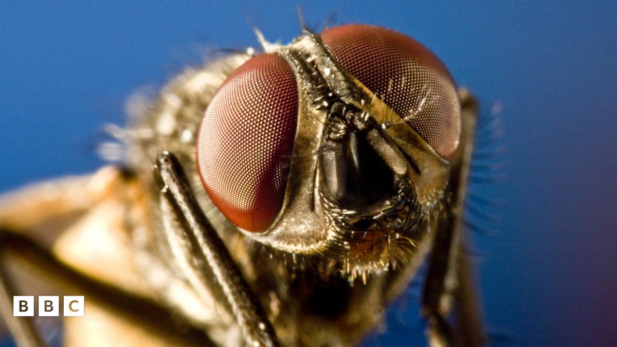 International Year of the Fly: Why flies are important - BBC Newsround