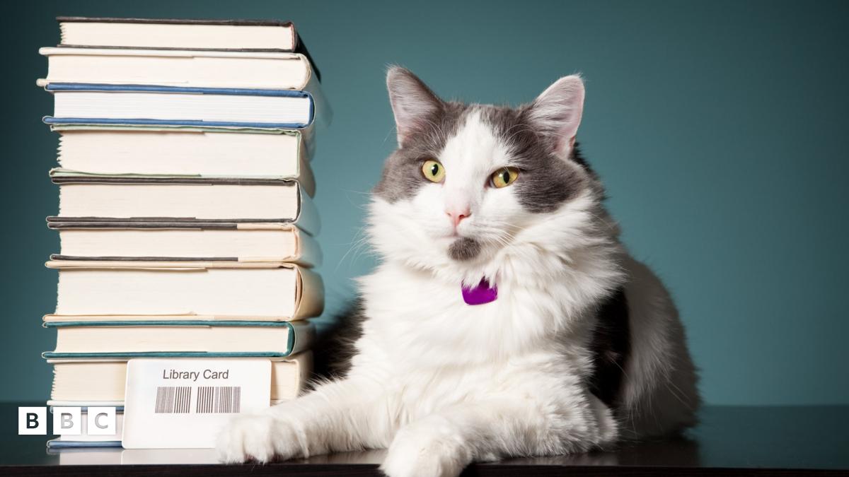 US libraries accept pictures of cats for book fees - BBC Newsround