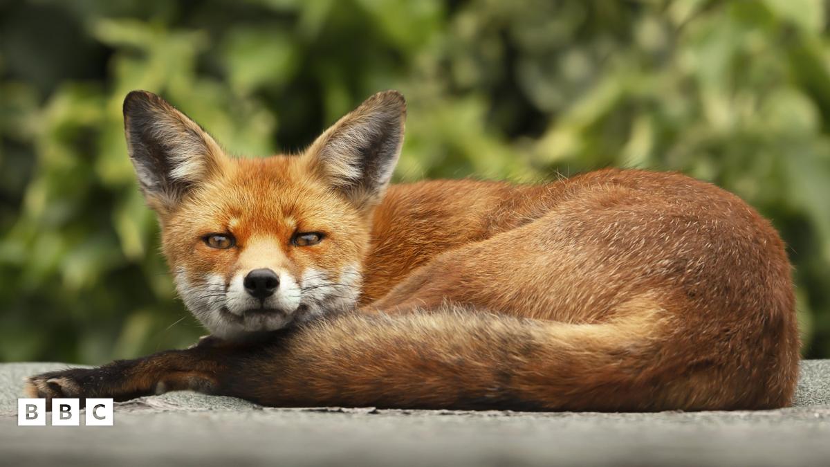 Urban foxes are evolving to live in towns and cities - BBC Newsround