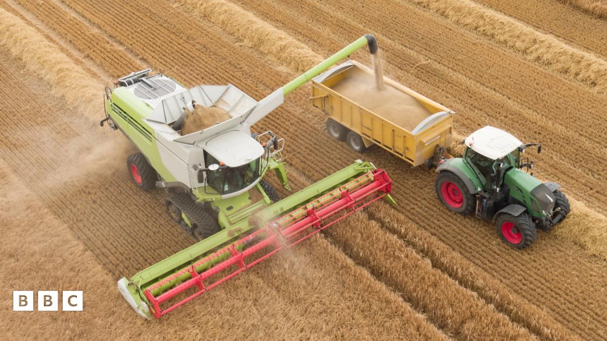 Harvest Festival: Are you doing anything to celebrate? - BBC Newsround