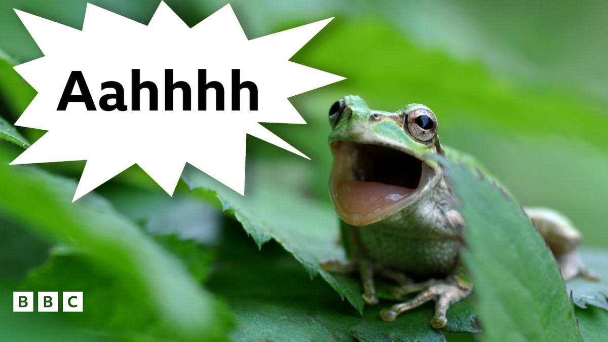 Some frogs emit ultrasonic screams humans can't hear because they're so ...