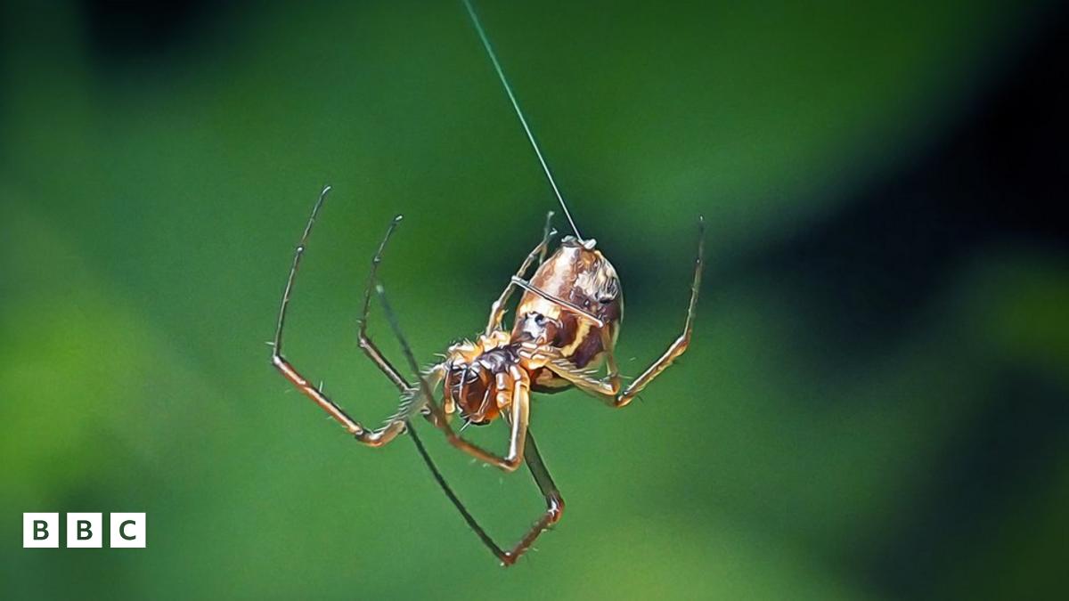 Spiders are 'falling out of the sky' in California - BBC Newsround