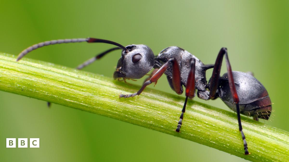 New study reveals how many ants there are in the world - BBC Newsround