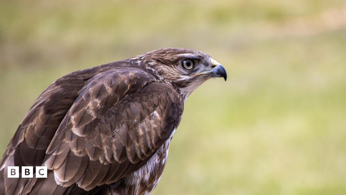 Birds of prey: 90% of Africa's raptors are under threat - BBC Newsround