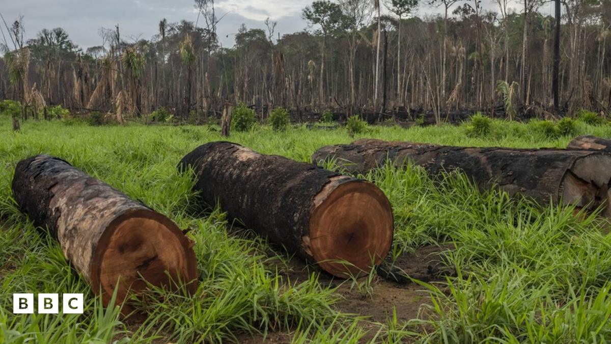 'UK government efforts to end deforestation pointless unless more is ...