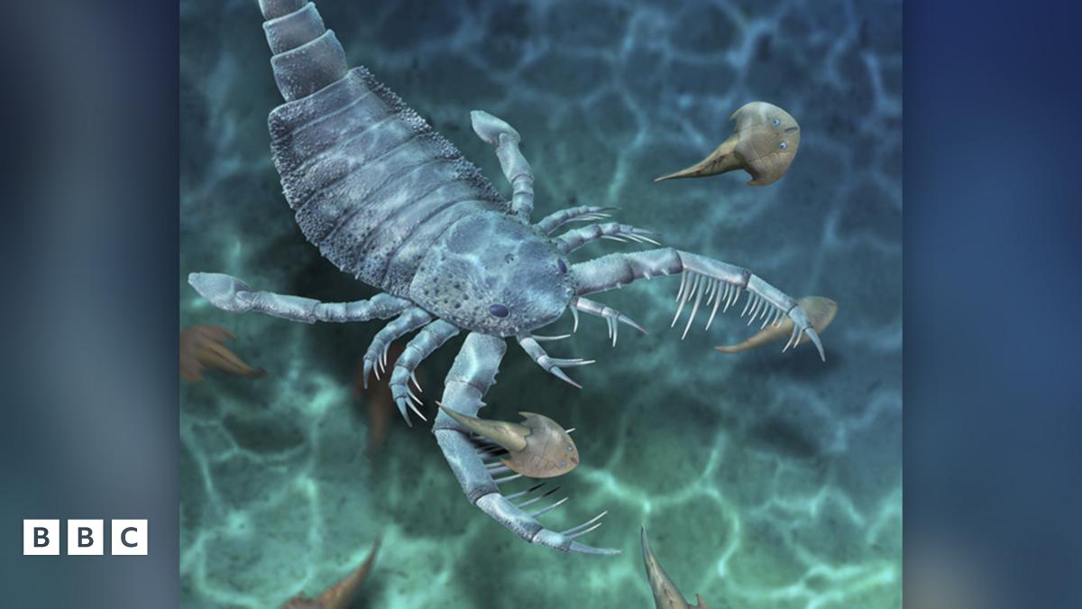 giant ruby water scorpion