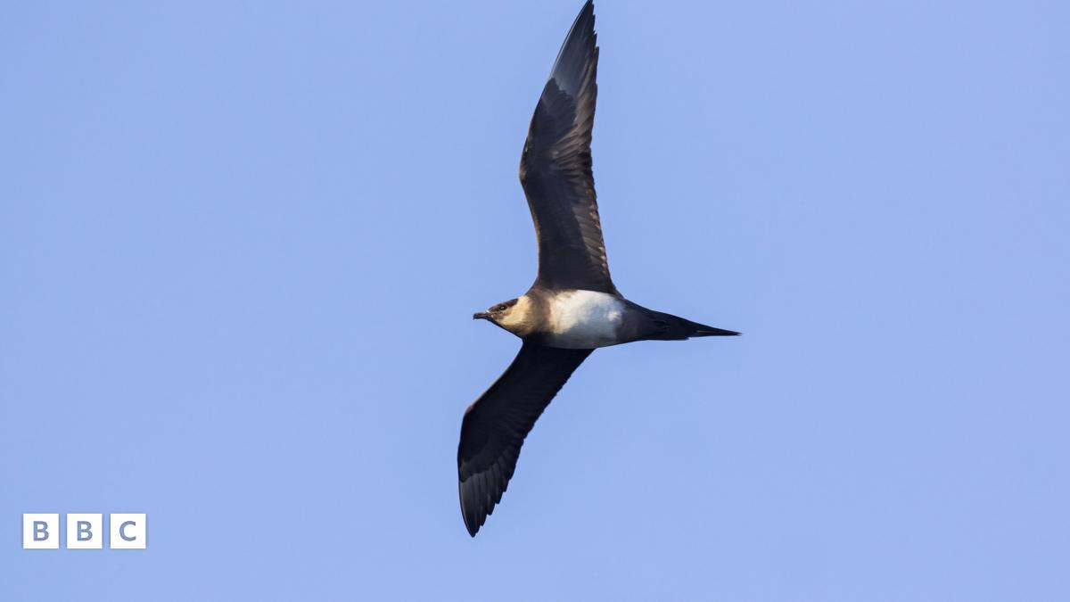 Scientists have been studying how far birds fly and have found some ...