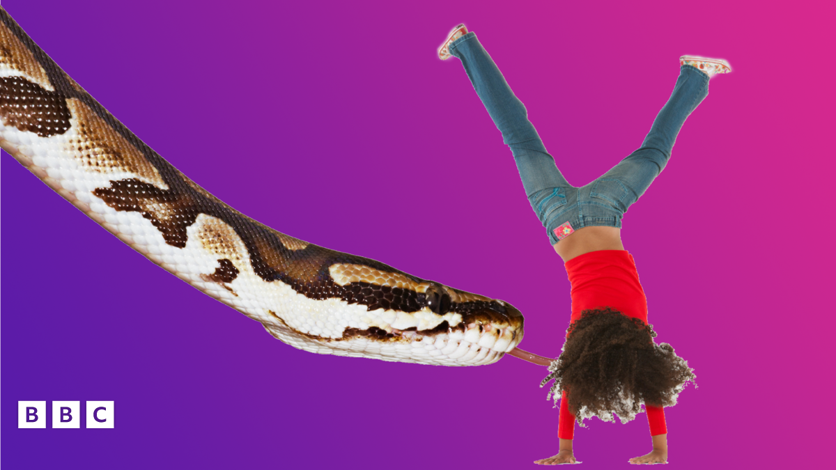 Snakes: Dwarf reed snake revealed to do cartwheels - BBC Newsround