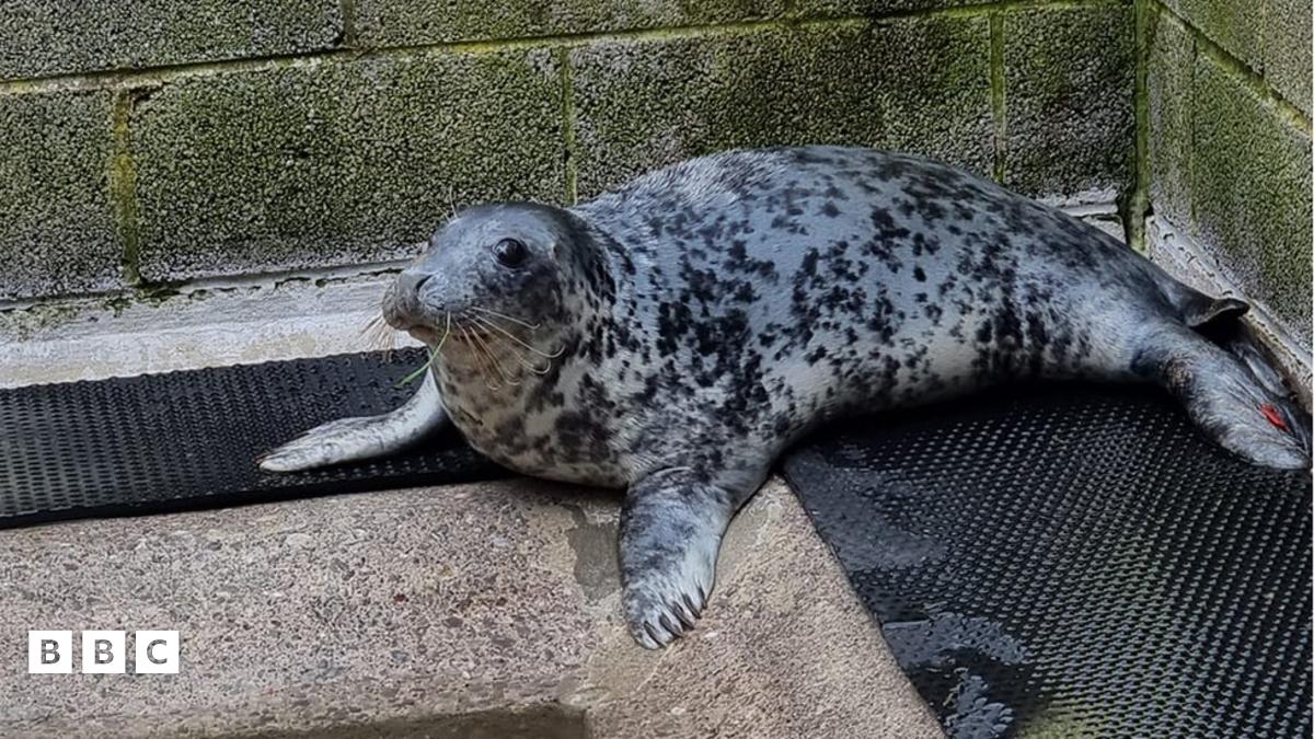 Seal taken into care after being fed 'sandwiches and doughnuts' - BBC ...