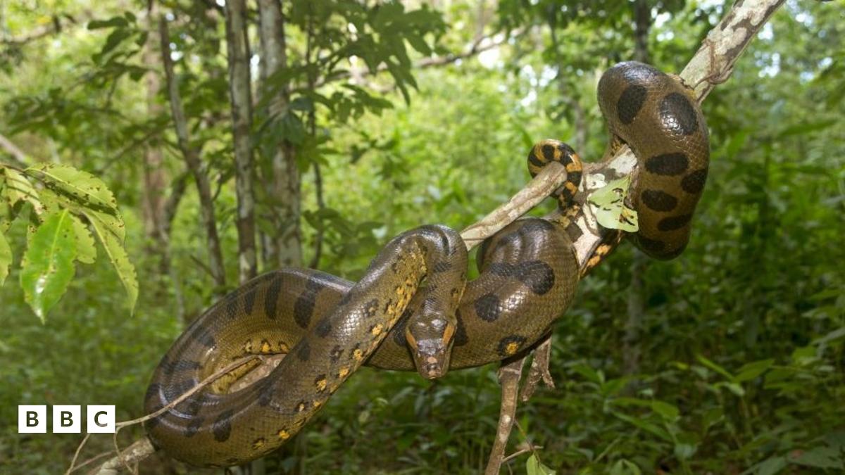 New anaconda in Amazon Jungle could be 'biggest' snake species alive ...