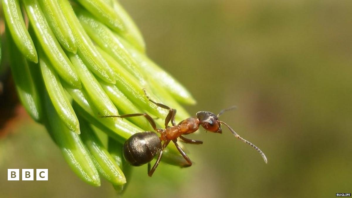 Roadside rescue mission for England's rarest ants - BBC Newsround