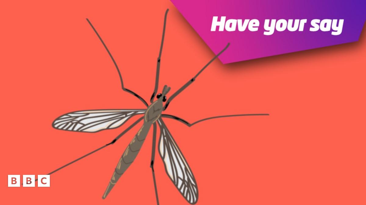 Daddy longlegs: Why are there loads around right now? - BBC Newsround