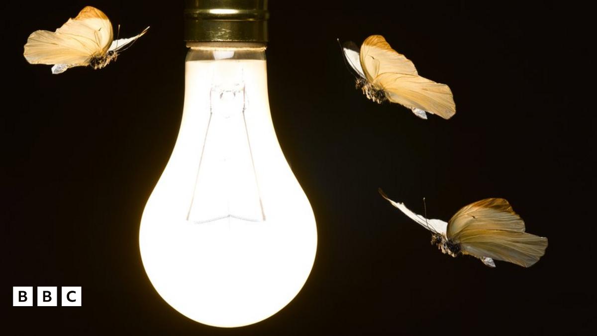 Light pollution: Why do moths react to lights? - BBC Newsround