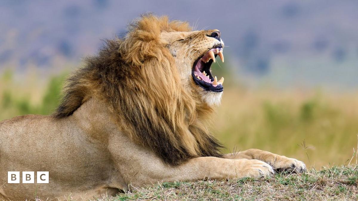 World Lion Day: Top 5 facts about the King of the Jungle - BBC Newsround