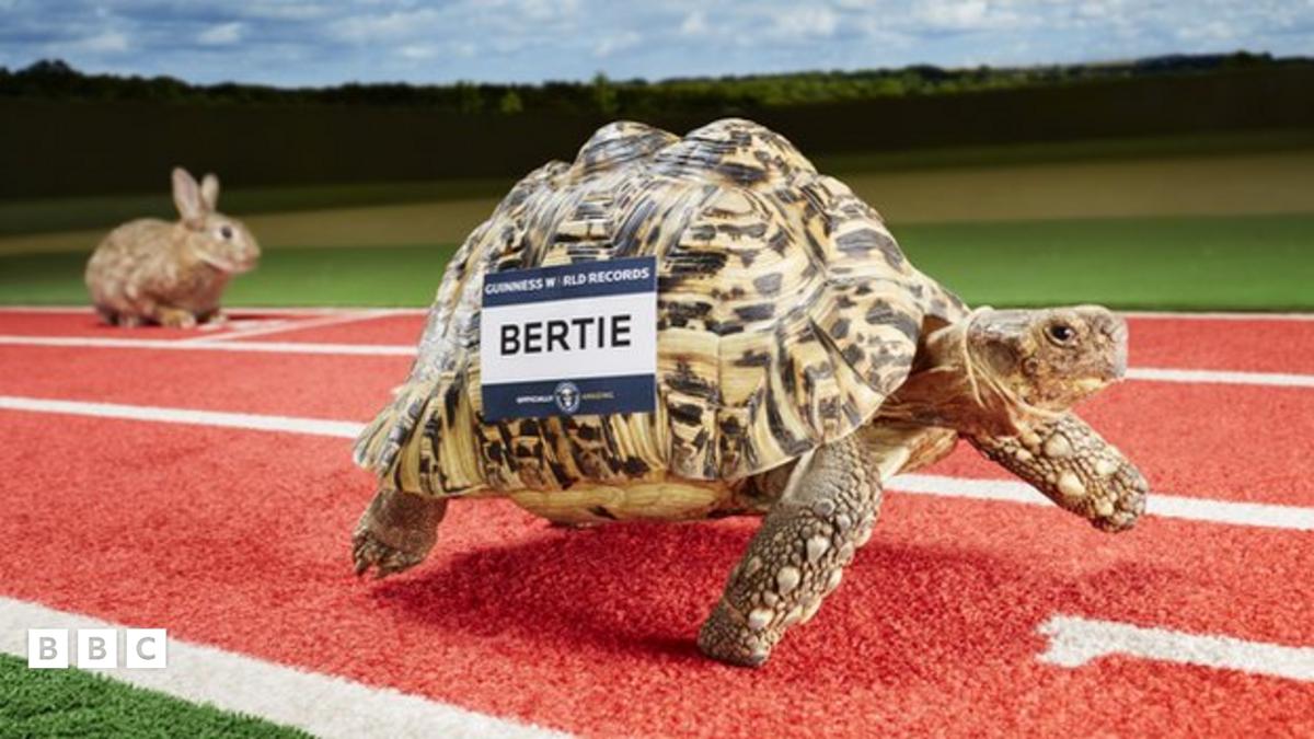 Usain Bolt of tortoises races into Guinness Book of Records - BBC Newsround