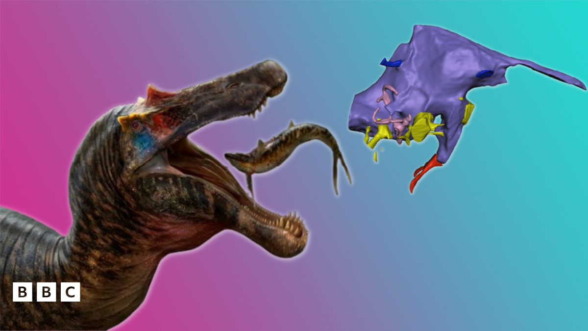 Spinosaur: Scientists have reconstructed the brain of a million-year ...