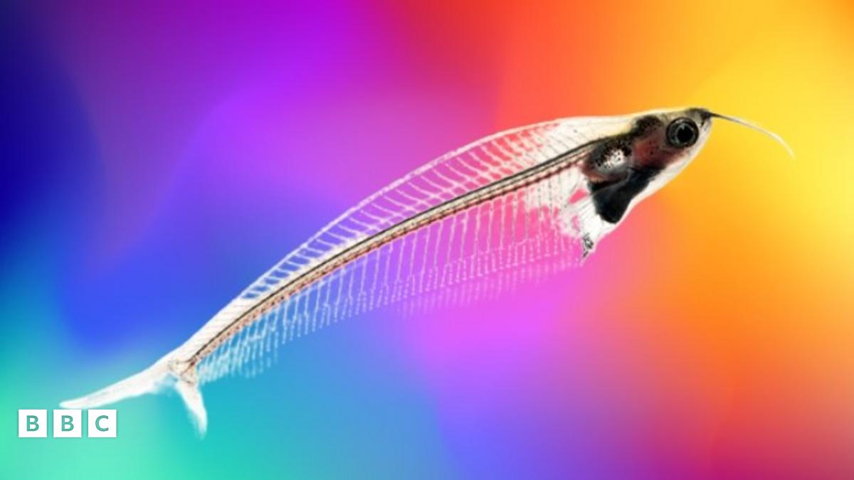 Ghost catfish: See-through fish uses muscles to turn rainbow-coloured ...