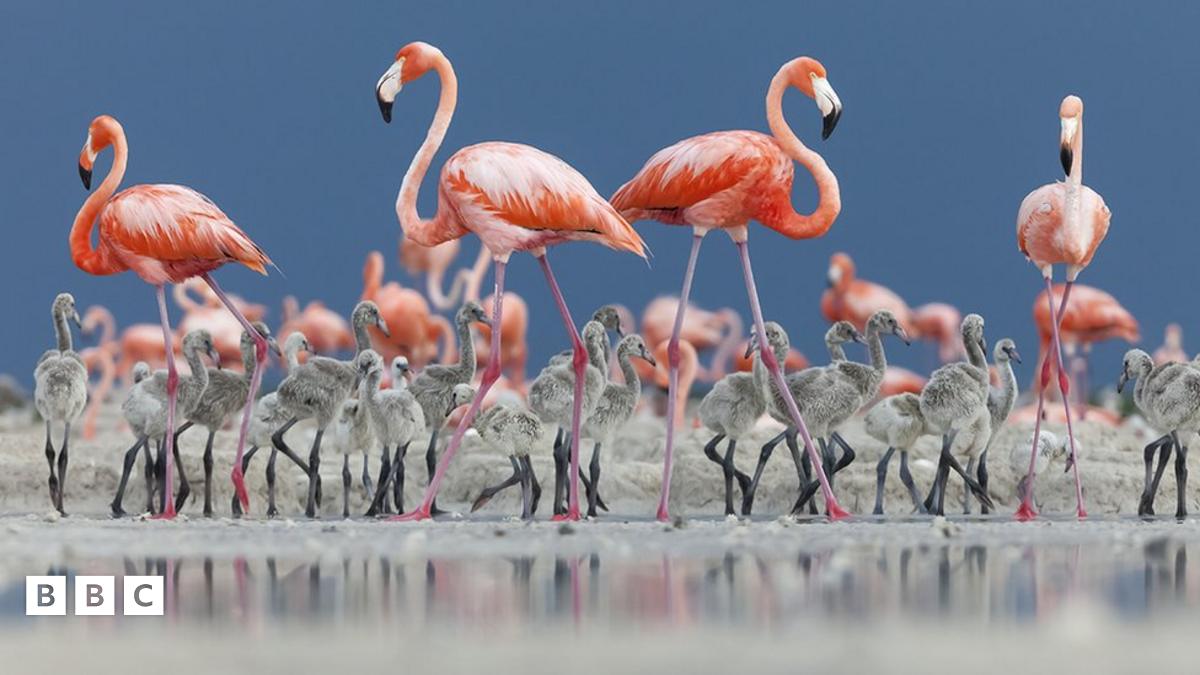 Wildlife Photographer of the Year 2022: People's Choice Award shortlist ...