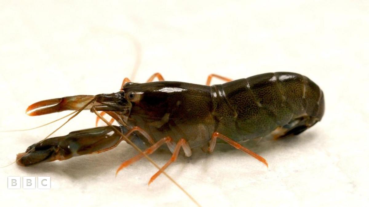 The shrimp with claws faster than a bullet - BBC Newsround