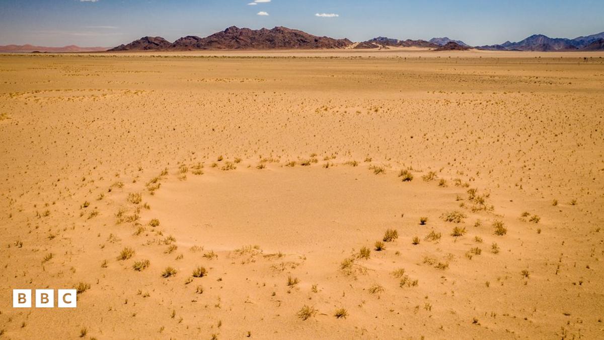 Fairy Circles: What are they and why do they form? - BBC Newsround