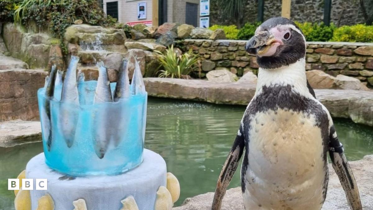 Oldest Humboldt penguin in UK celebrates 35th birthday - BBC Newsround