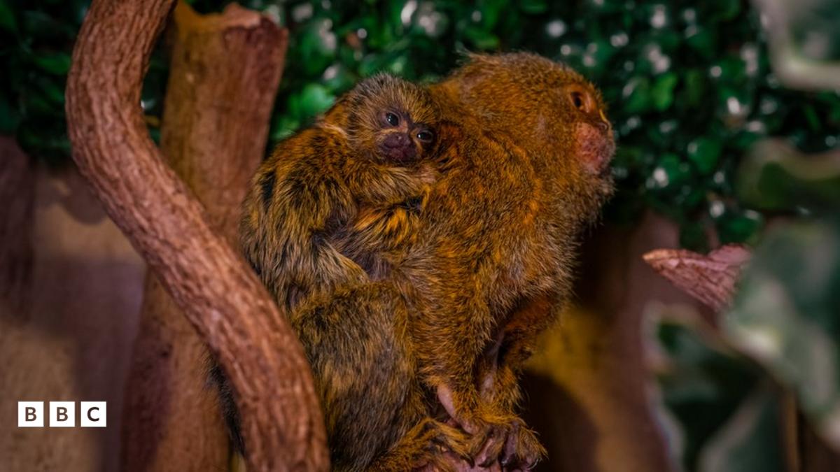 Meet the tiny baby Pygmy Marmosets and other tiny animals - BBC Newsround