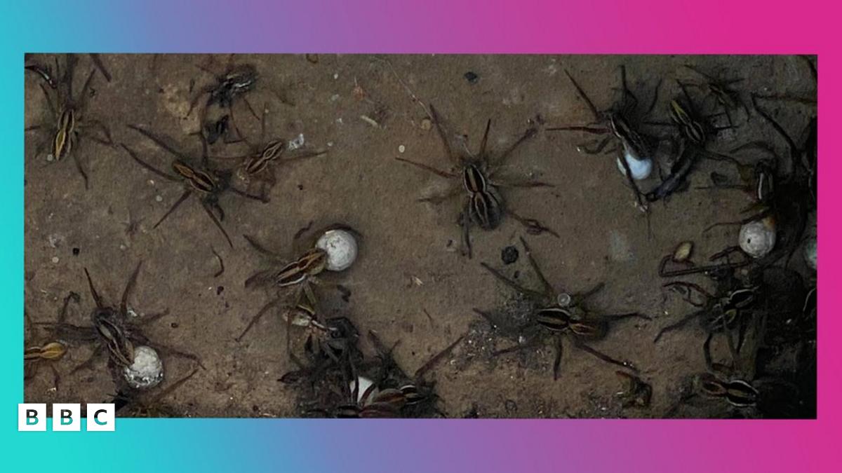 Australia floods: Swarms of spiders scuttle to safety to avoid flood ...