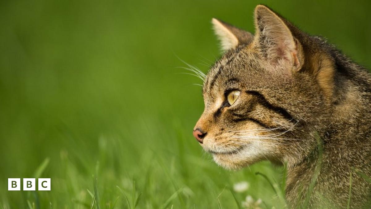 Scottish wildcats are at risk of extinction, research finds - BBC Newsround
