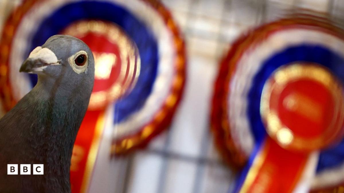 Pigeons on display at British Homing World Show of the Year - BBC Newsround