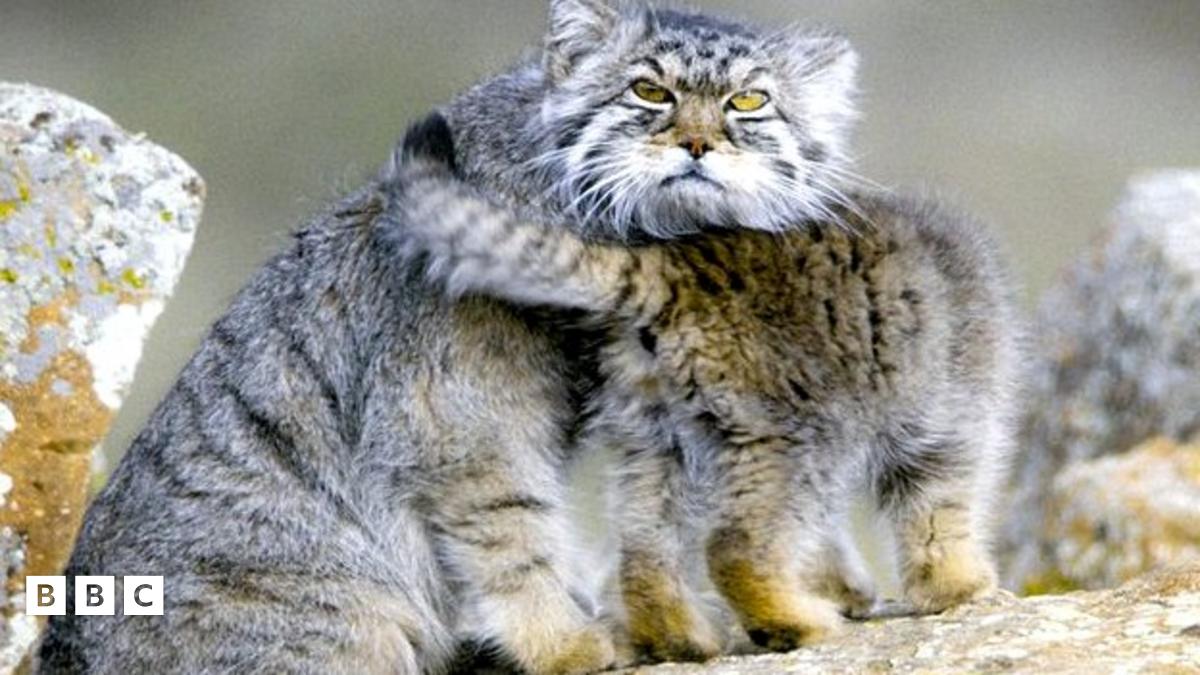 grumpy fluffy wild cat