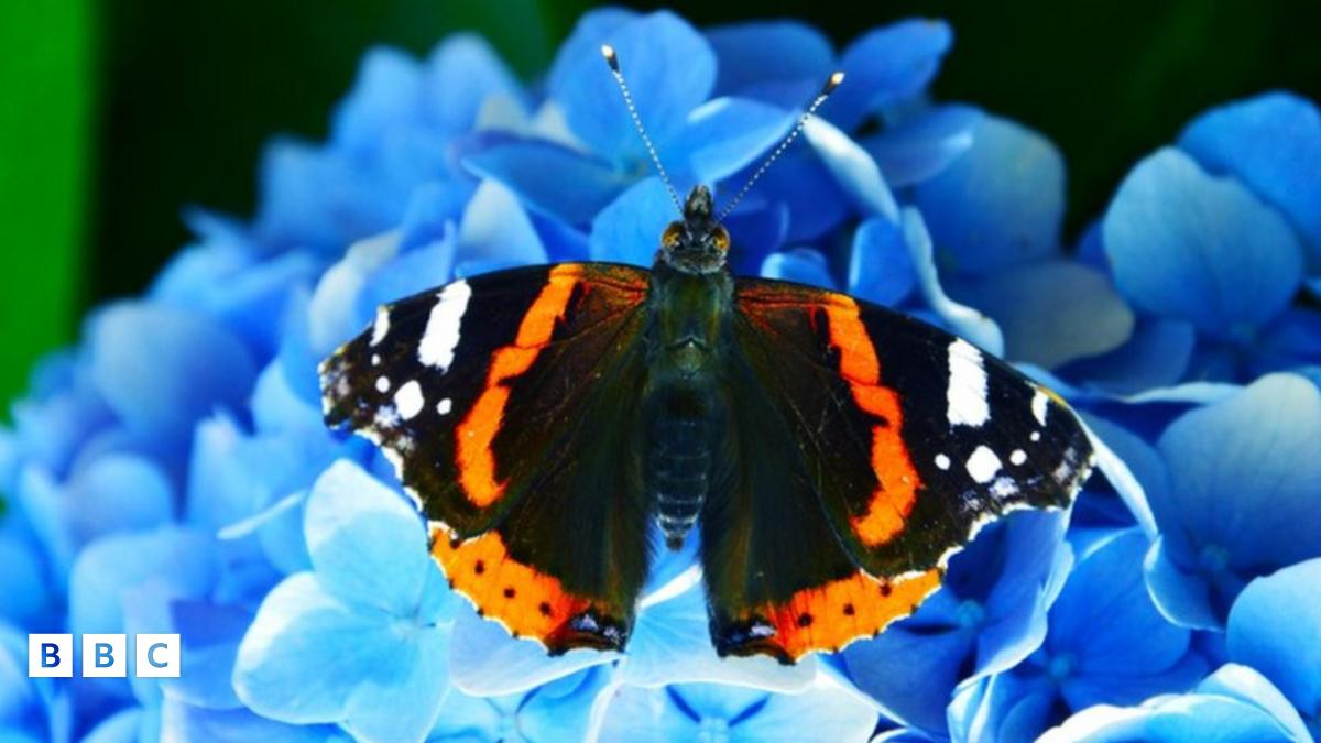 Big Butterfly Count: UK sees surge in Red Admiral butterfly numbers in ...