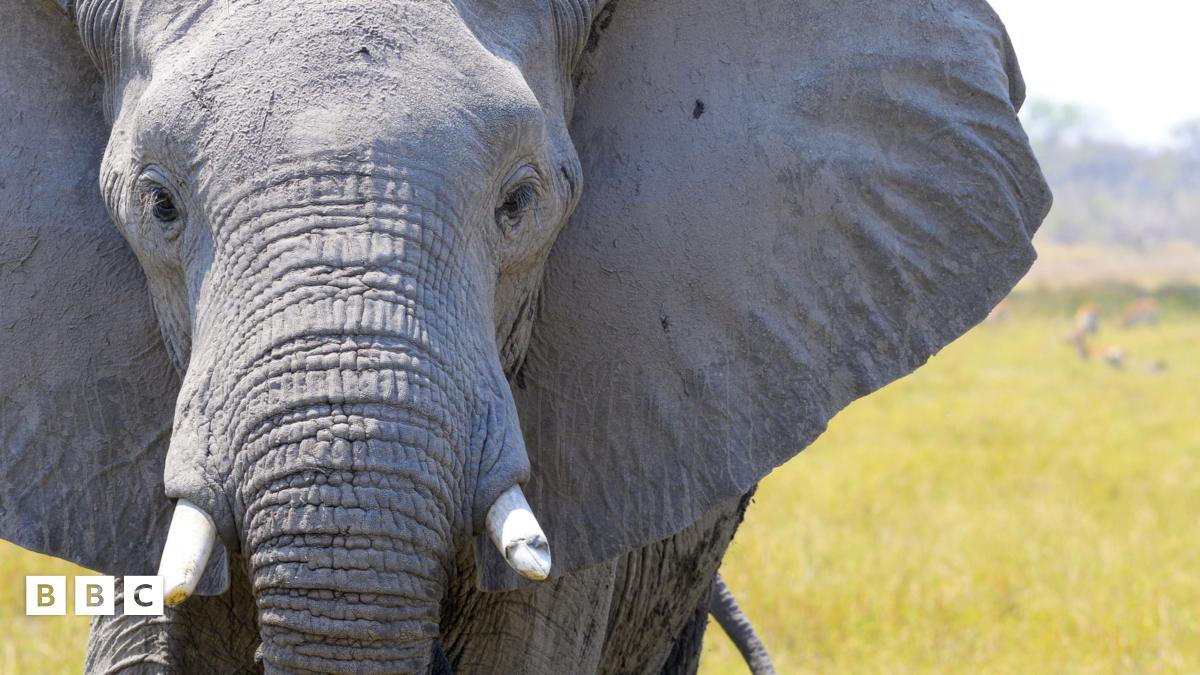 World Elephant Day 2023: Ten facts about amazing elephants - BBC Newsround