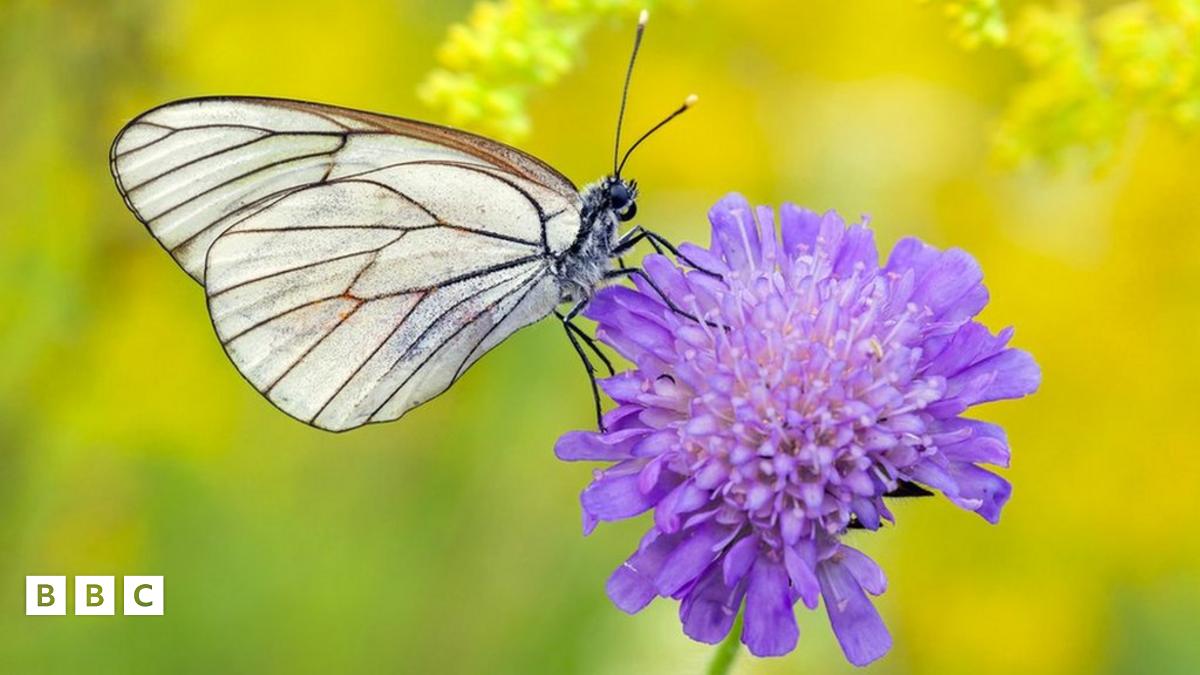 Butterflies: Illegal reintroduction of extinct species is harmful for ...