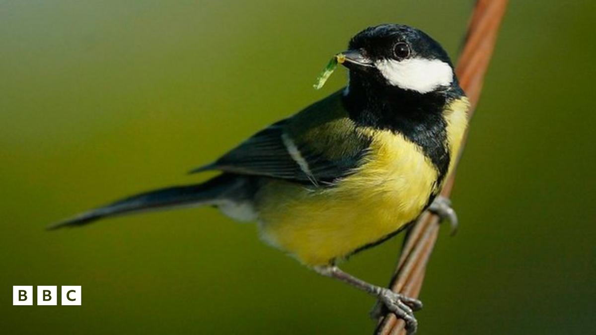 Pictures: Britain's top ten most common birds - BBC Newsround