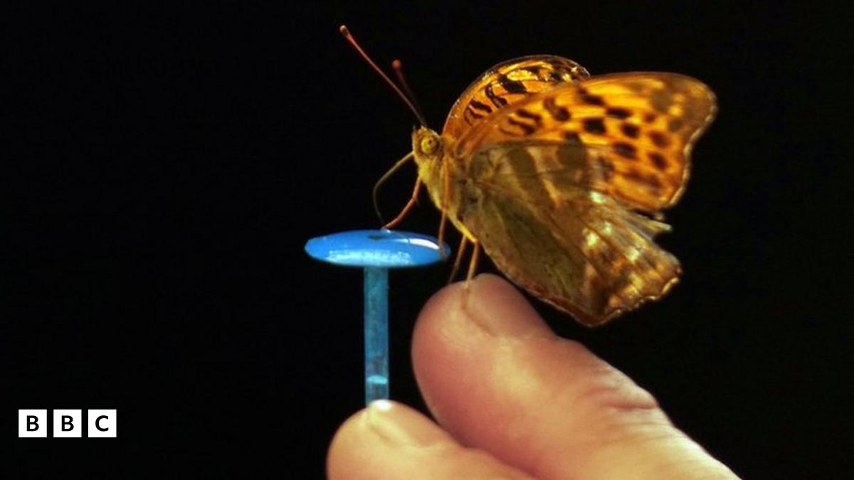 Butterflies: Scientists explain how they fly! - BBC Newsround