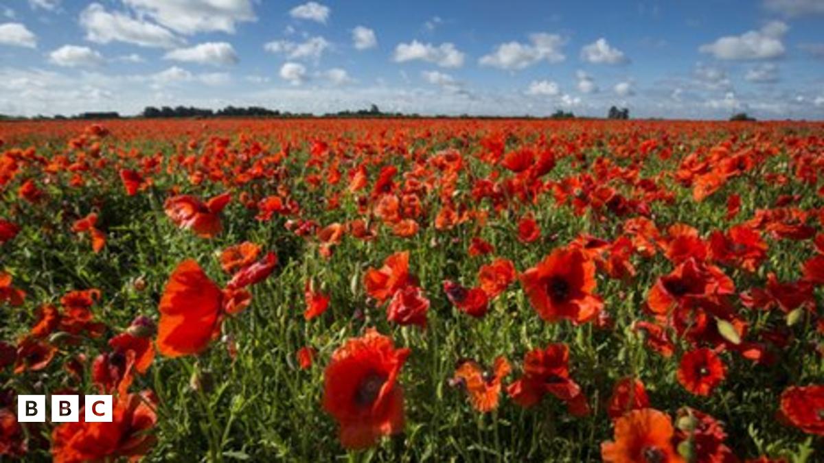Remembrance Day: Why do people wear poppies? - BBC Newsround