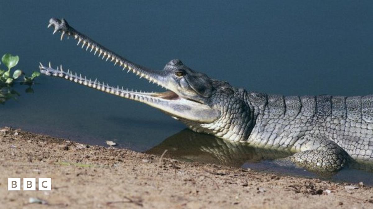 New hope for endangered reptile as 100 baby crocs found in Nepal - BBC ...