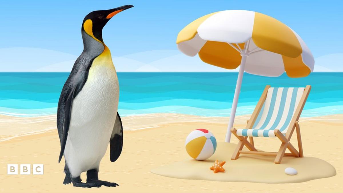 King penguin spotted on Australian beach hundreds of miles away from ...