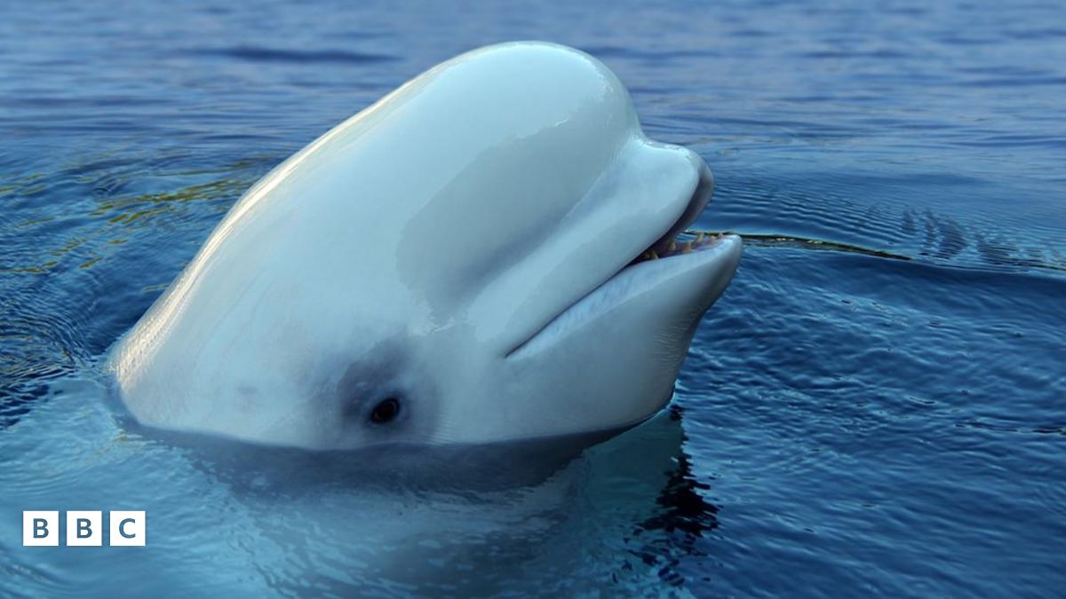 Beluga whales change shape of their heads to communicate - BBC Newsround
