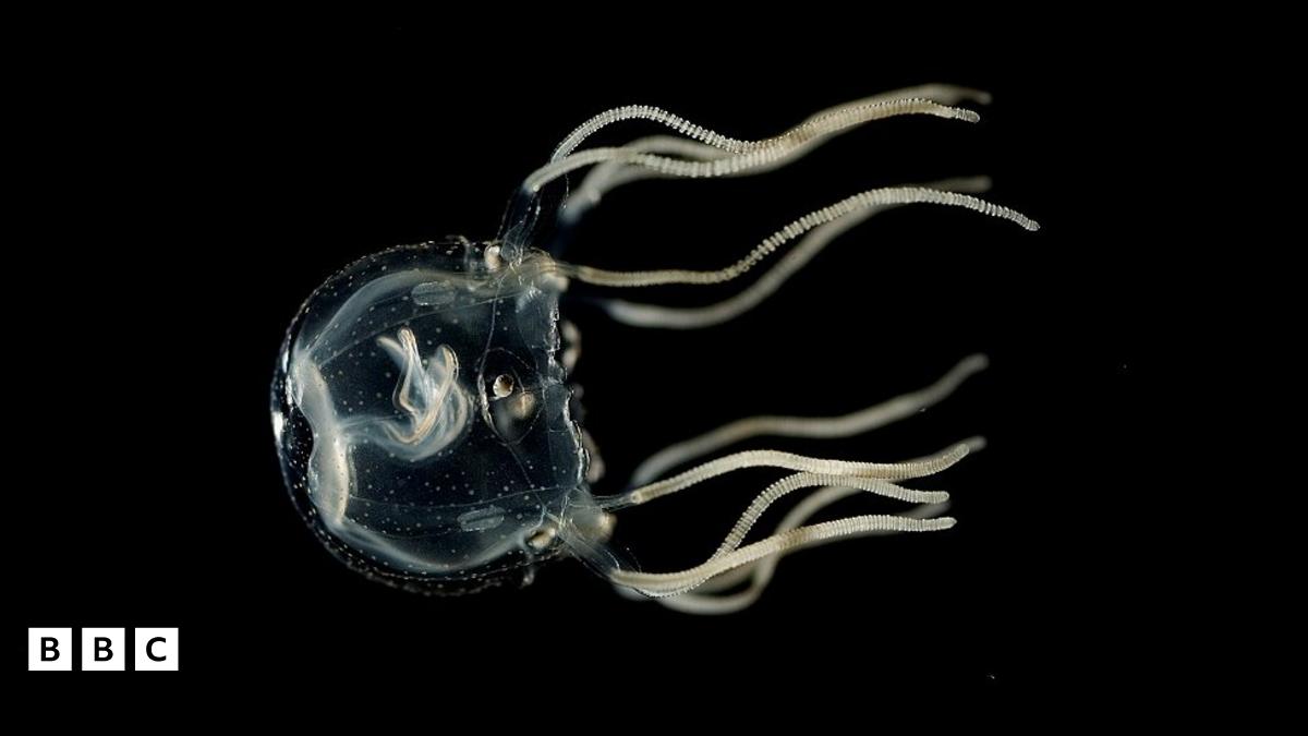 Jellyfish can remember - despite having no brain! - BBC Newsround