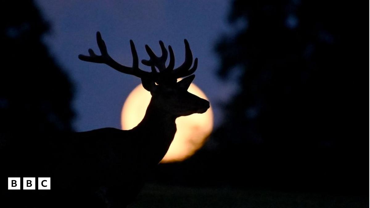 Buck Moon: Pictures of July's supermoon from around the world - BBC ...
