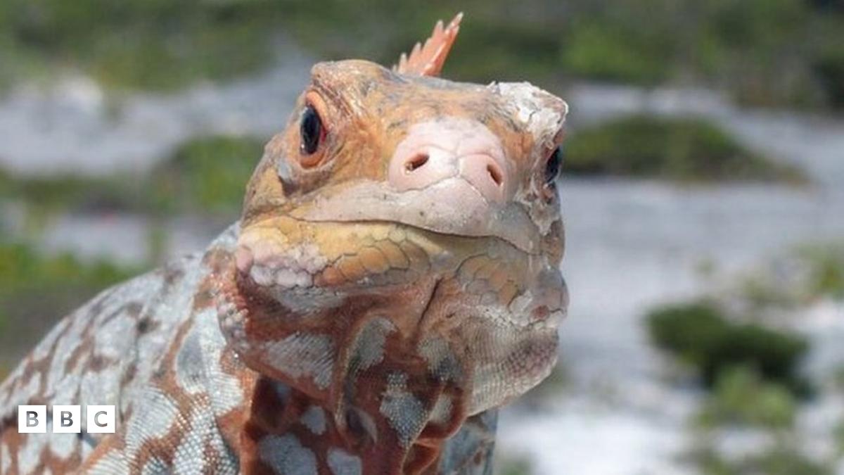 Conservation: Rare Caribbean wildlife species saved from extinction ...