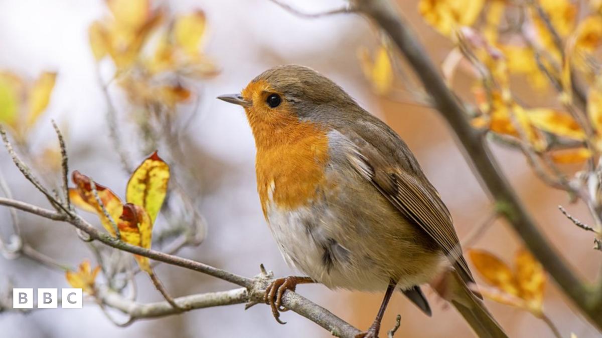 National Robin Day: Top facts about robins - BBC Newsround