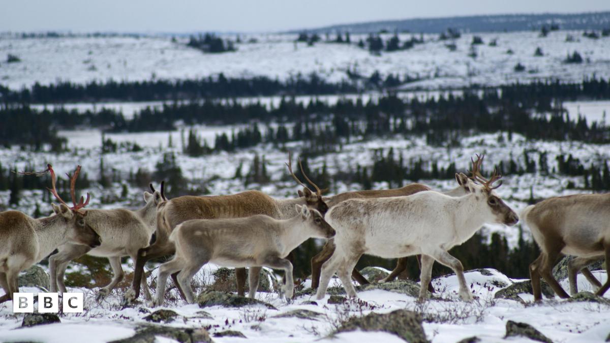 Animal migration online map launched for first time - BBC Newsround