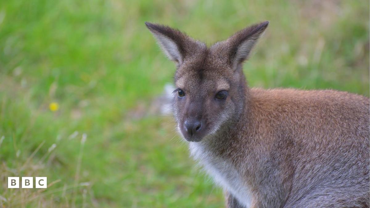Wallabies boom on the Isle of Man - BBC Newsround