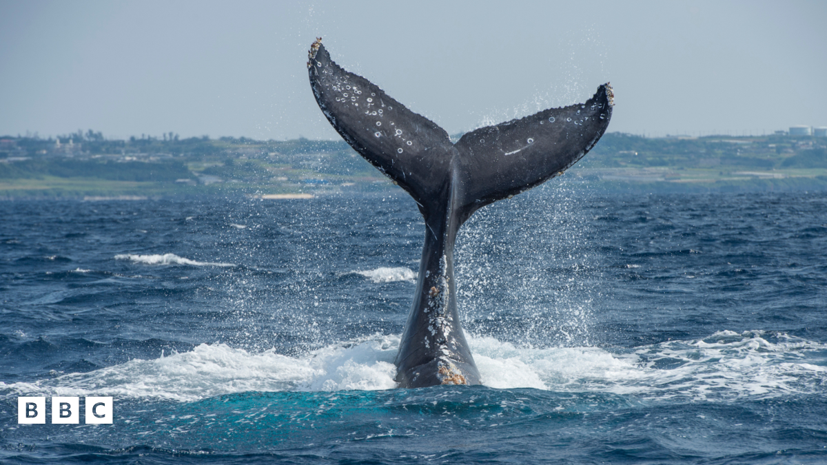 Scientists learn more about world's 'rarest whale' - BBC Newsround